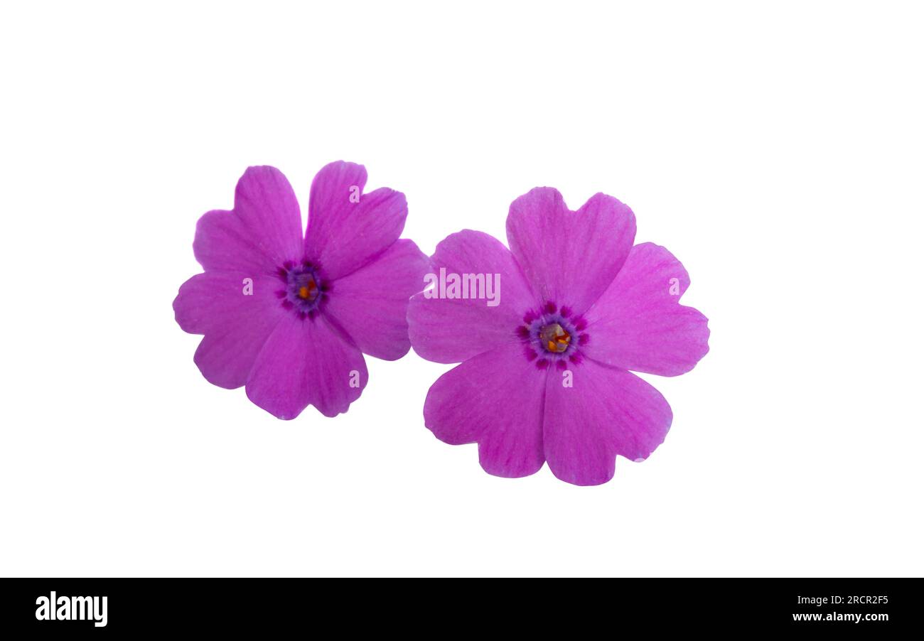 Phlox subulate isolated on white background Stock Photo - Alamy