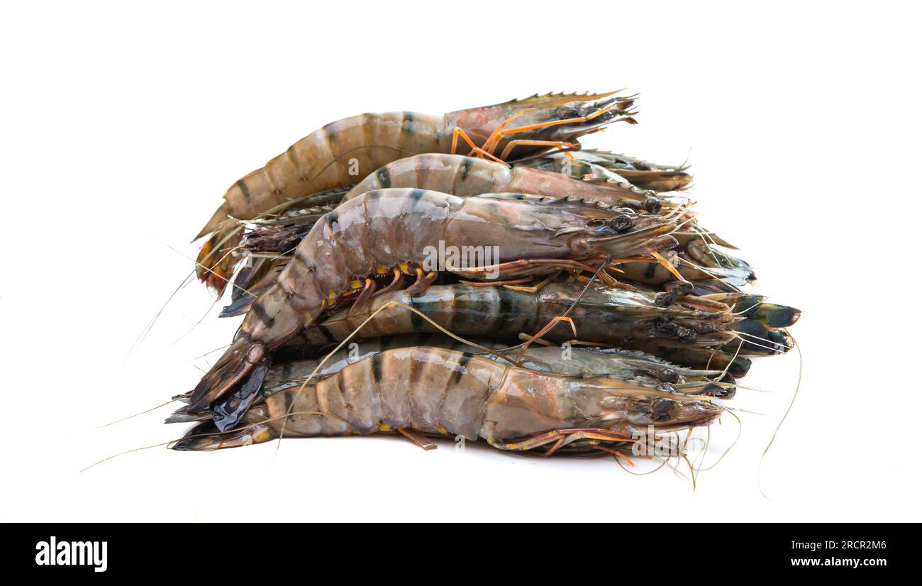 Tiger lobsters hi-res stock photography and images - Alamy