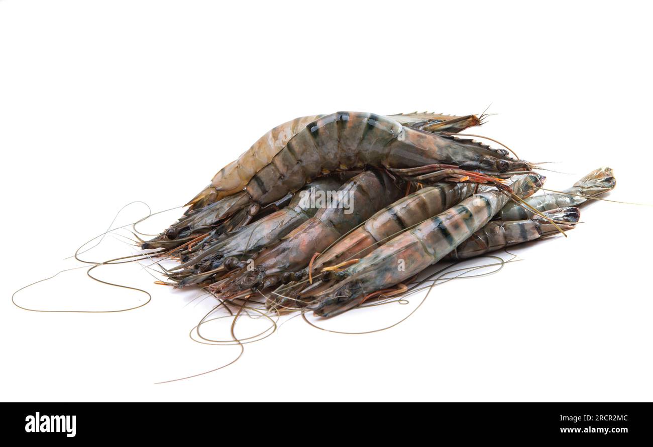 raw lobsters isolated on white background Stock Photo - Alamy