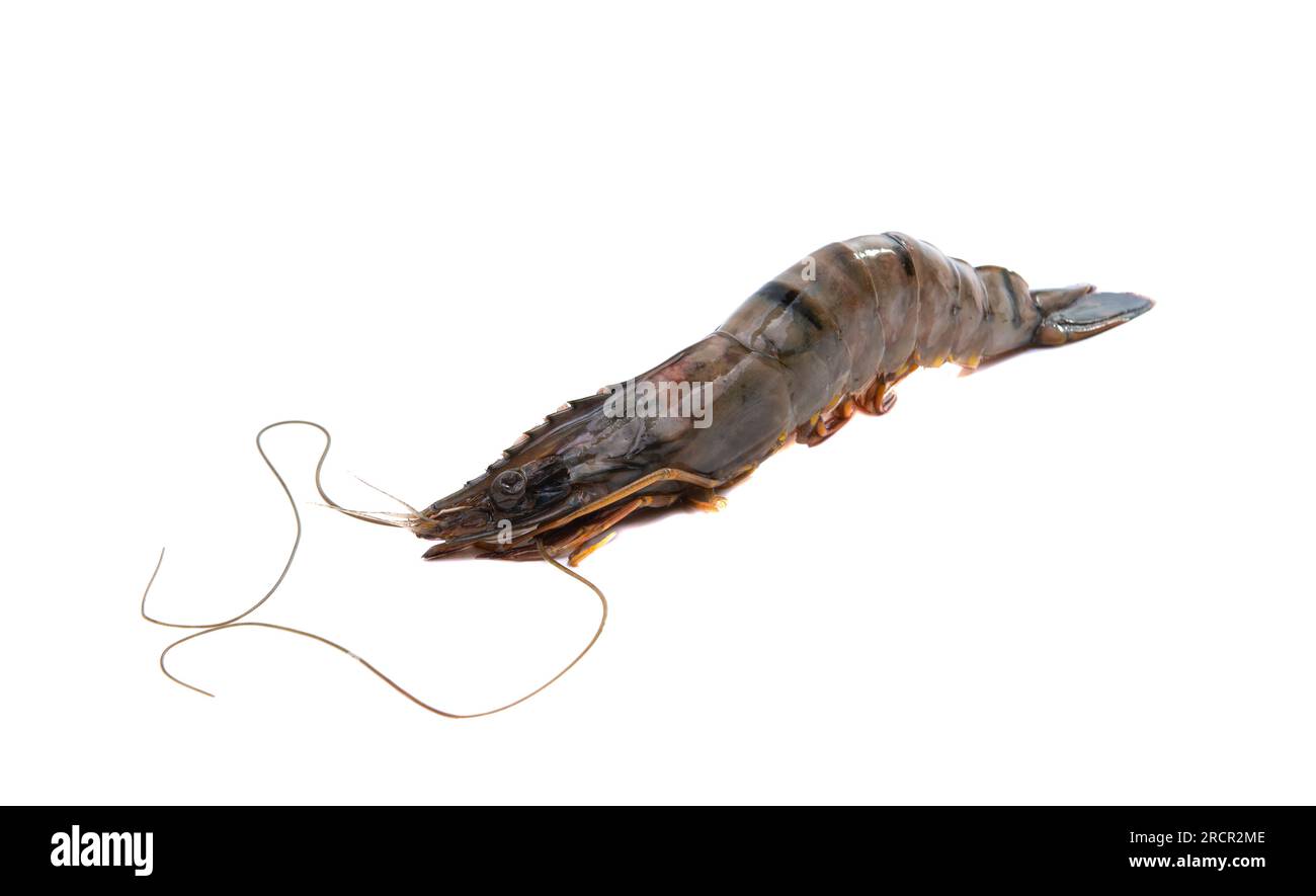 raw lobsters isolated on white background Stock Photo - Alamy