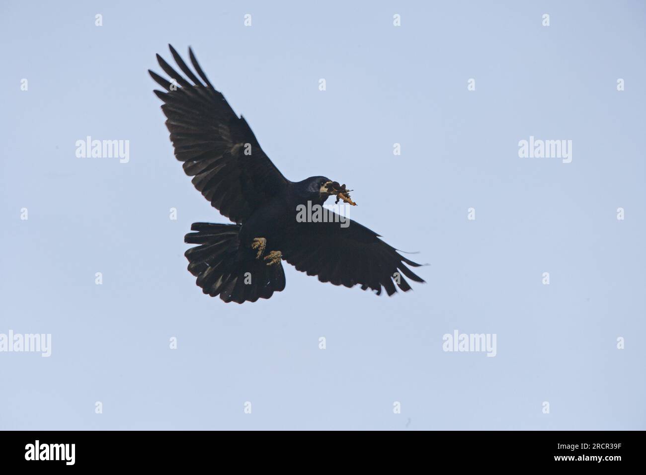 Rook (Corvus frugilegus) adult in flight with nest material in bill ...