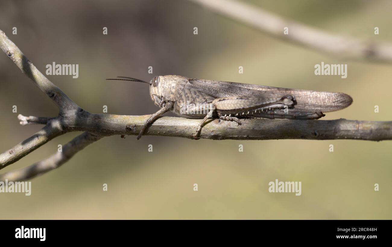 Egyptian grasshopper (Anacridium aegyptium) sitting on a tree stem ...
