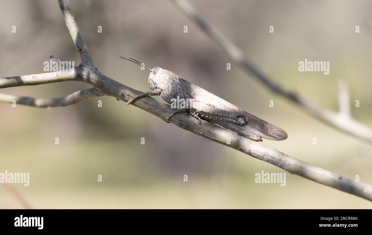 Egyptian grasshopper (Anacridium aegyptium) sitting on a tree stem ...