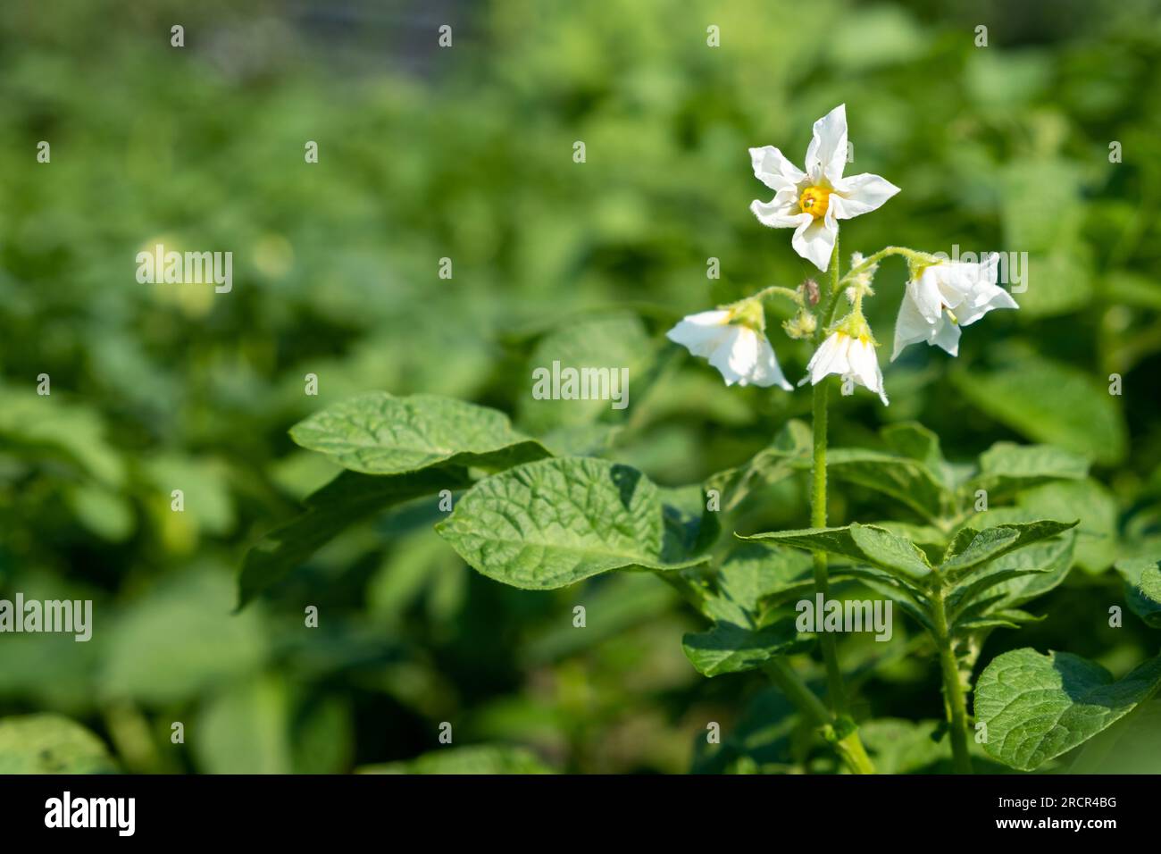 Flowering potato. Potato flowers blossom in sunlight grow in plant ...