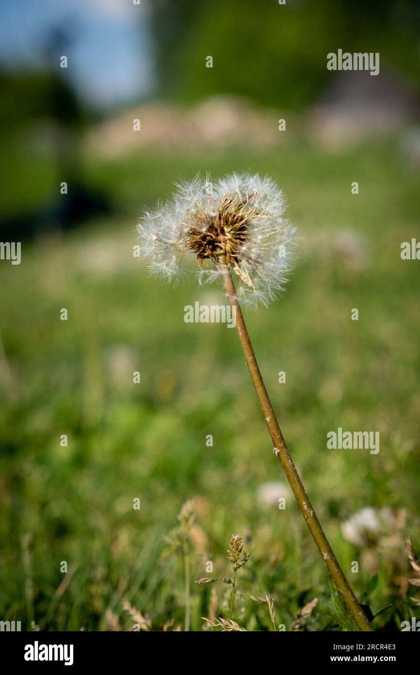 Field with white dandelion flowers. Meadow of white dandelions Stock Photo - Alamy