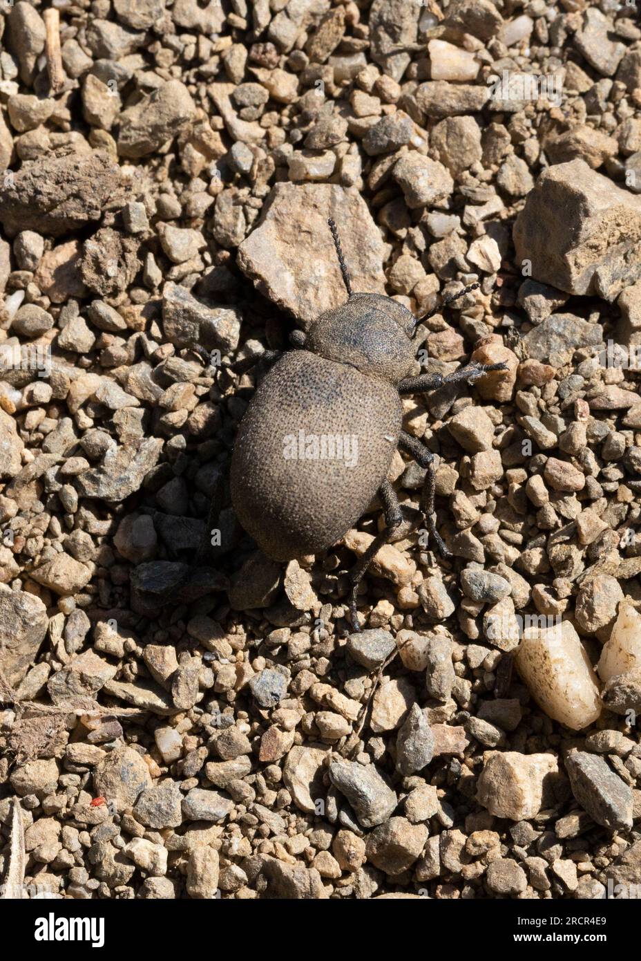 Cucujiform beetles hi-res stock photography and images - Alamy