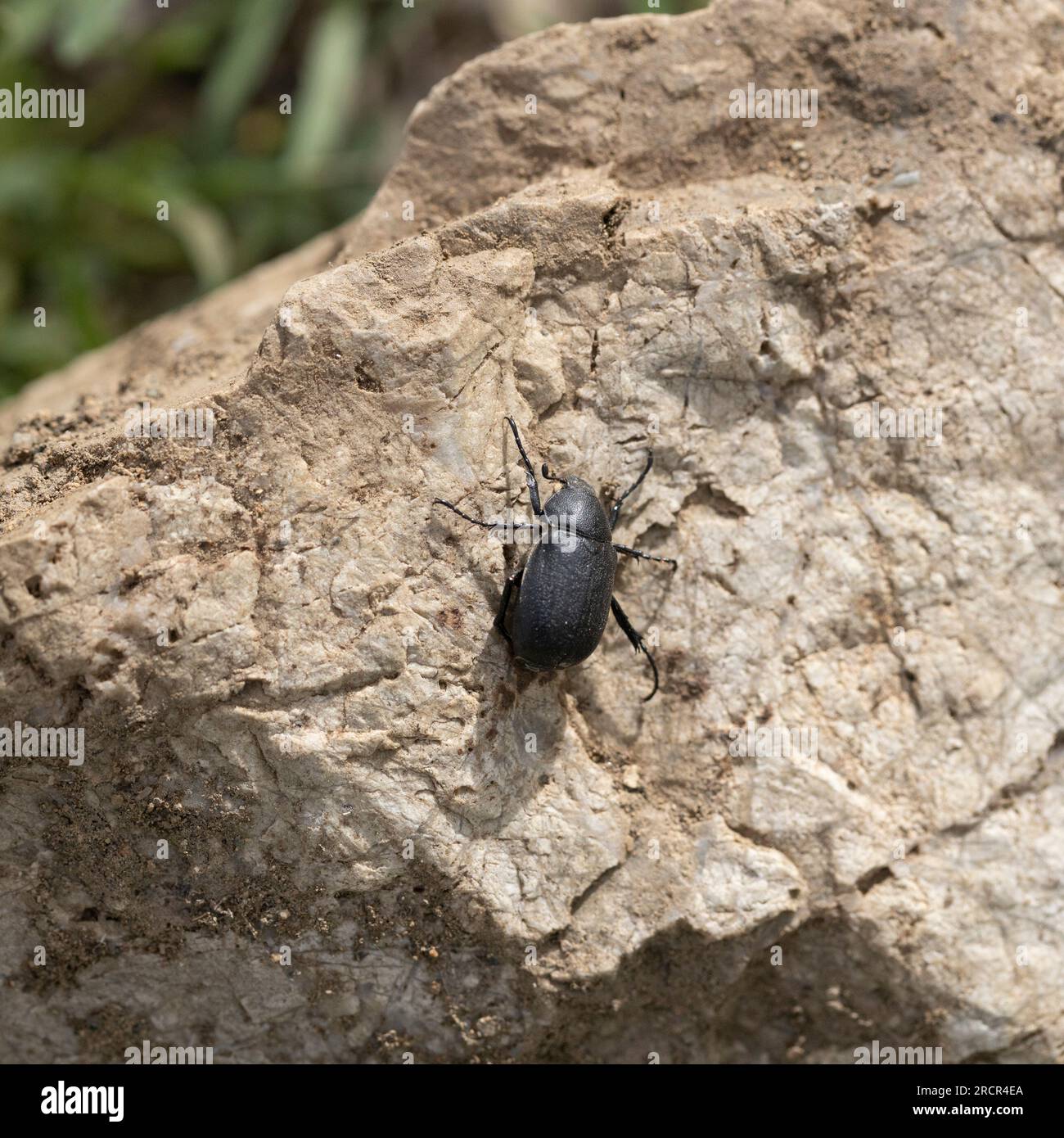 Cucujiform beetles hi-res stock photography and images - Alamy