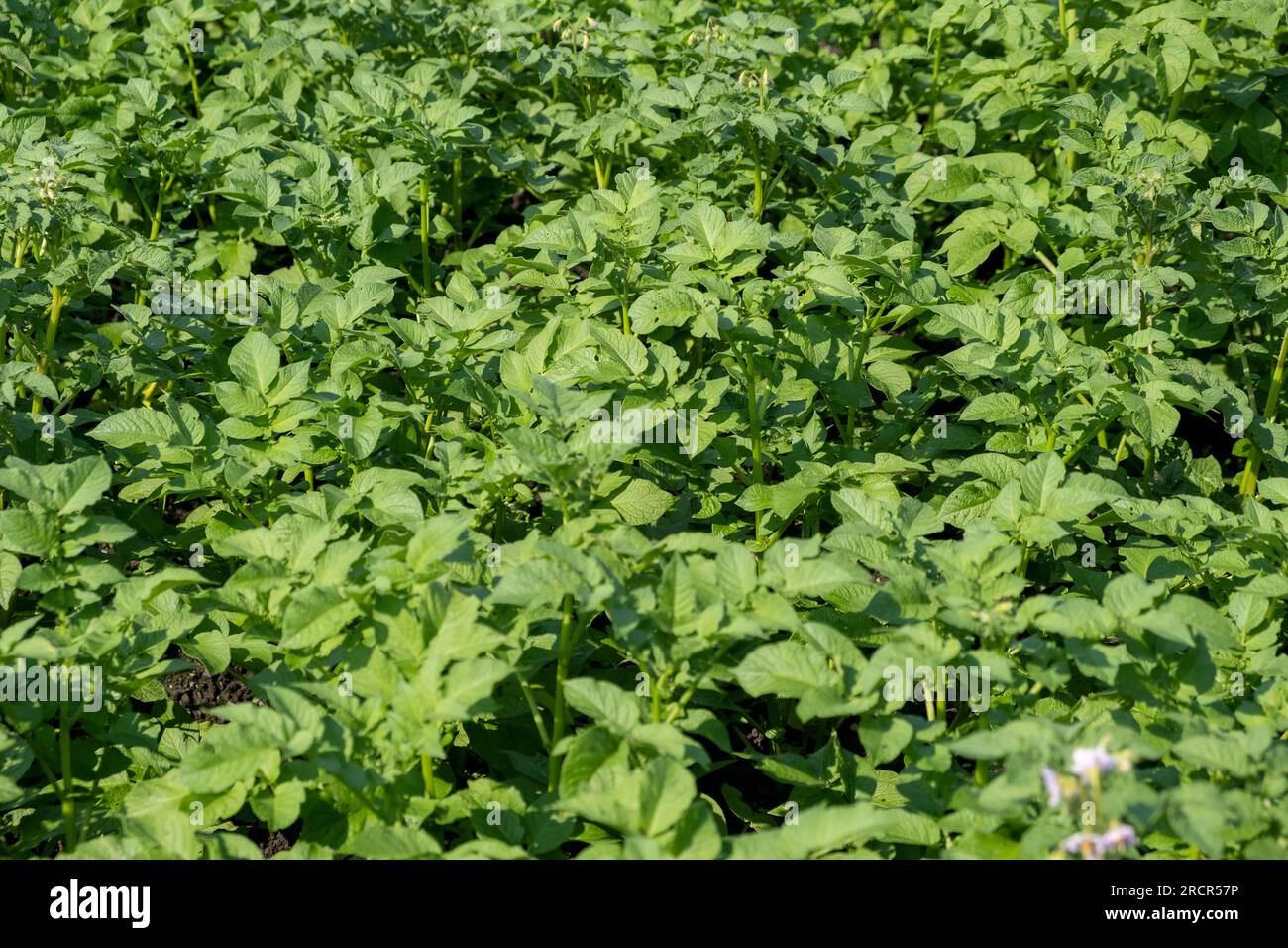 Green field of potato crops in a row. Agriculture. Growing of potato ...