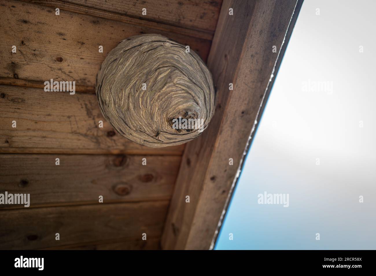 many Wasps have built a large wasp nest under a wooden roof Stock Photo ...