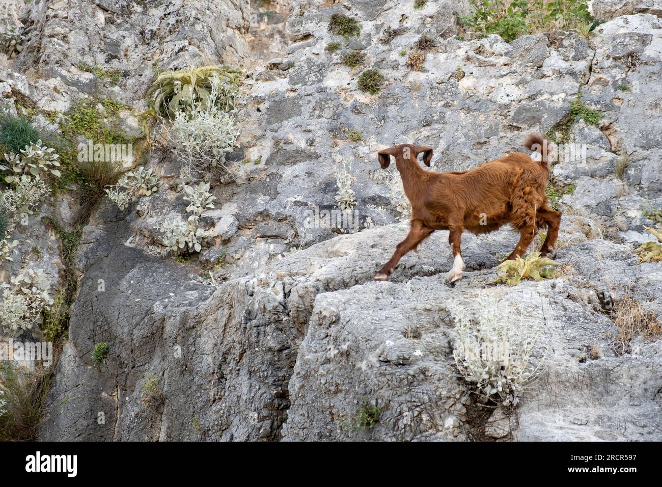 Mountain goats on sheer cliffs or stone walls Stock Photo - Alamy