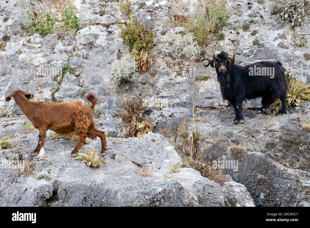 Mountain goats on sheer cliffs or stone walls Stock Photo - Alamy