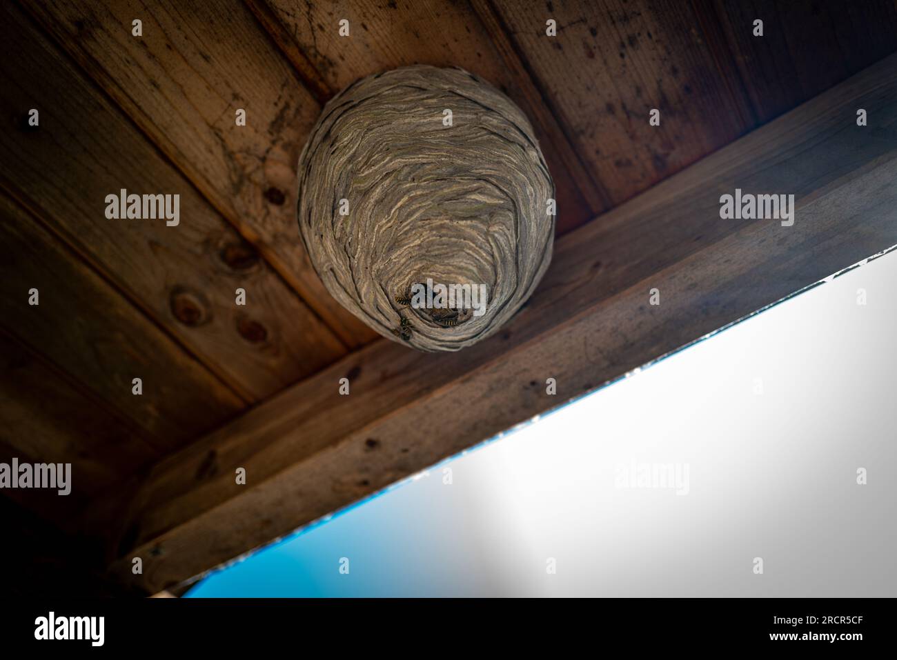 many Wasps have built a large wasp nest under a wooden roof Stock Photo ...