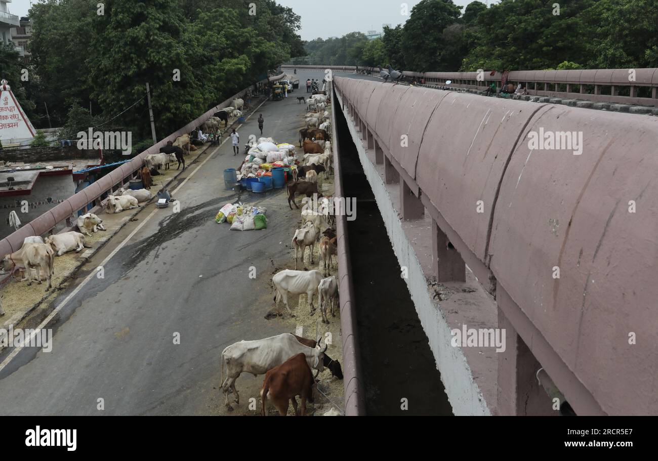 New Delhi, India. 15th July, 2023. Cows seen on the road side after the ...