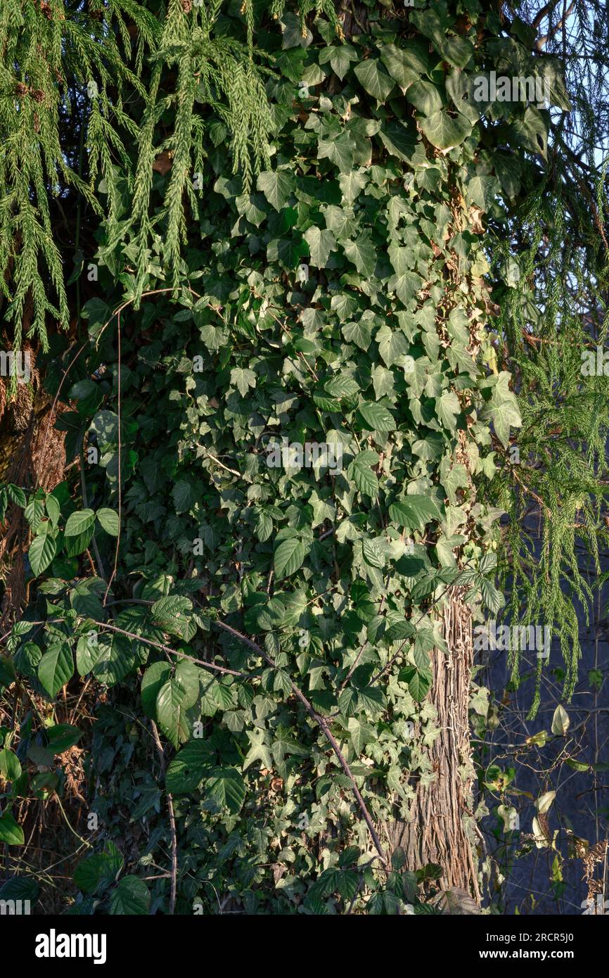 The trunk of an old tree entwined with ivy in a tropical forest Stock ...
