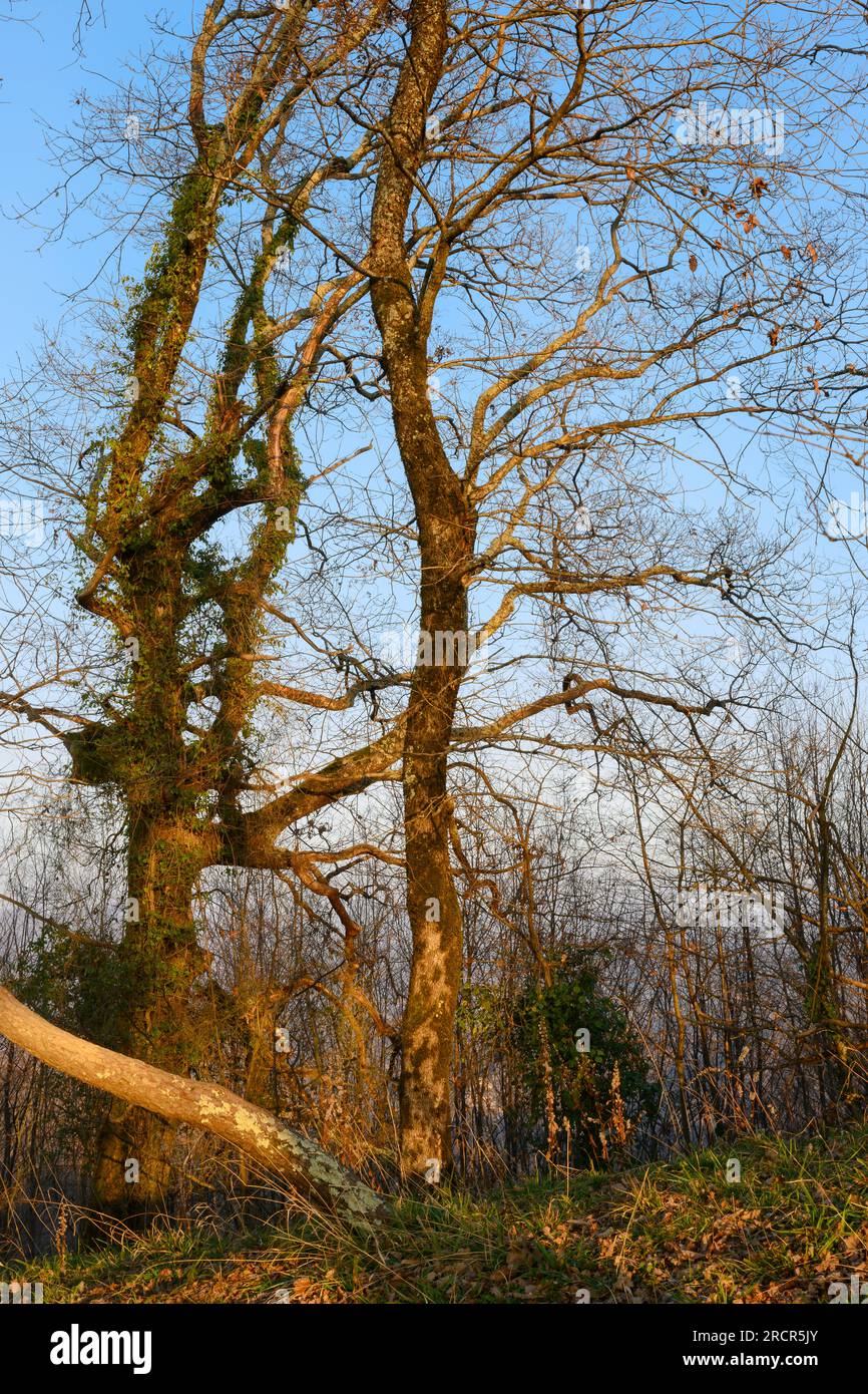 Dried-up trees covered with moss in the light of the setting sun Stock ...