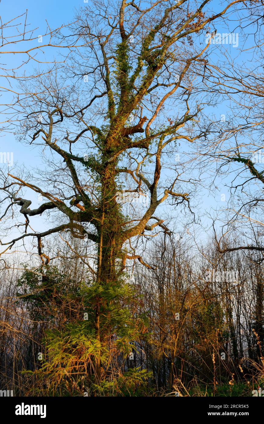 A dried-up tree covered with moss in the light of the setting sun Stock ...
