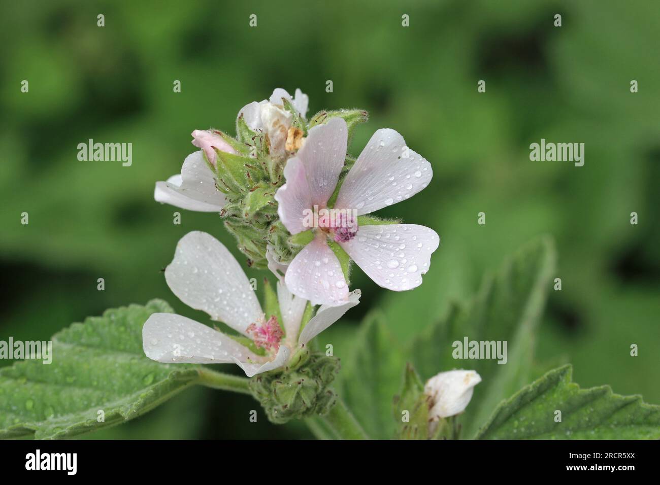 Pink marsh mallow, Althaea officinalis, flowers in close up with rain ...