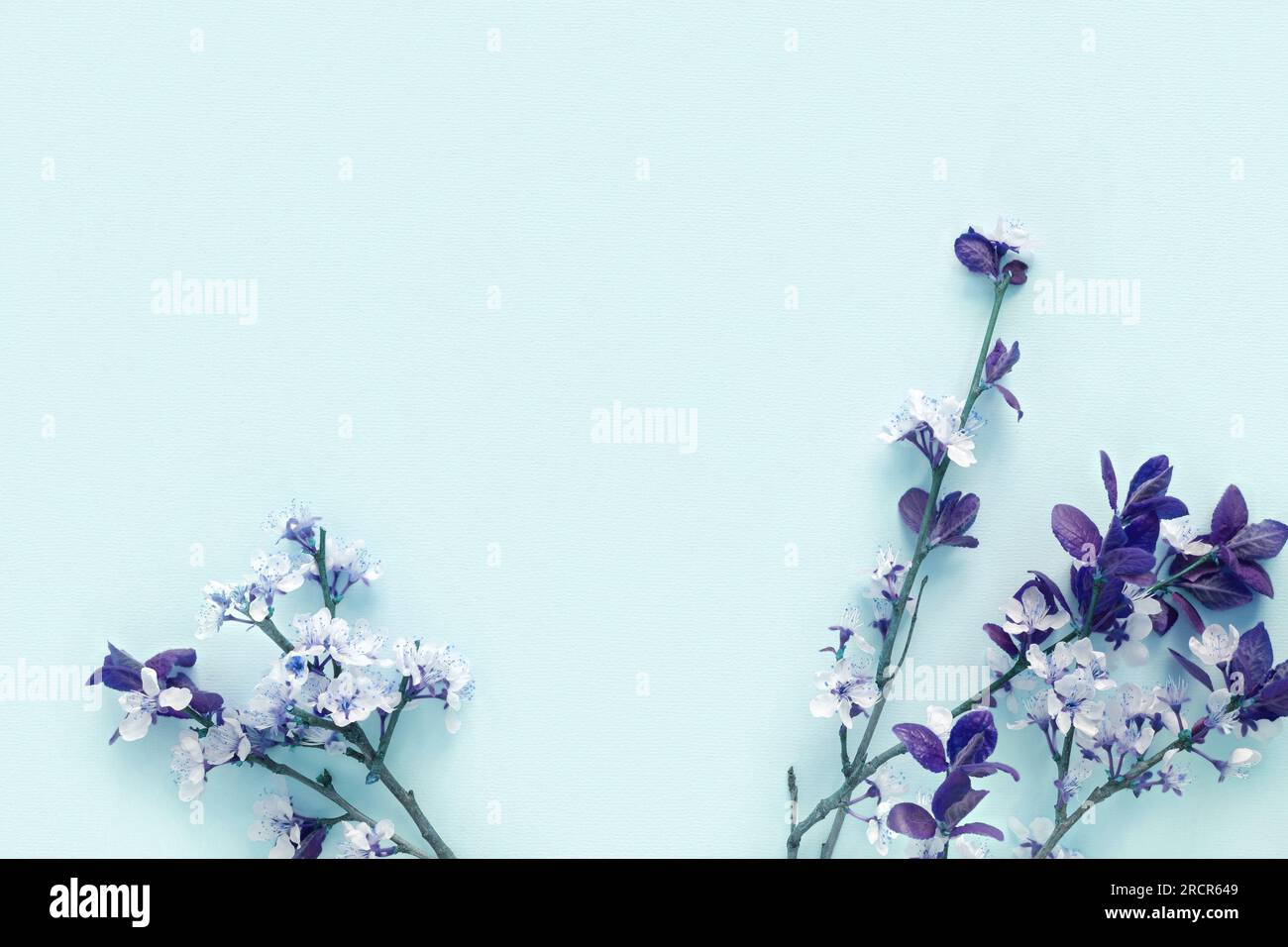 Apple flowers on pink paper background. Pastel colors. Flat lay, top ...