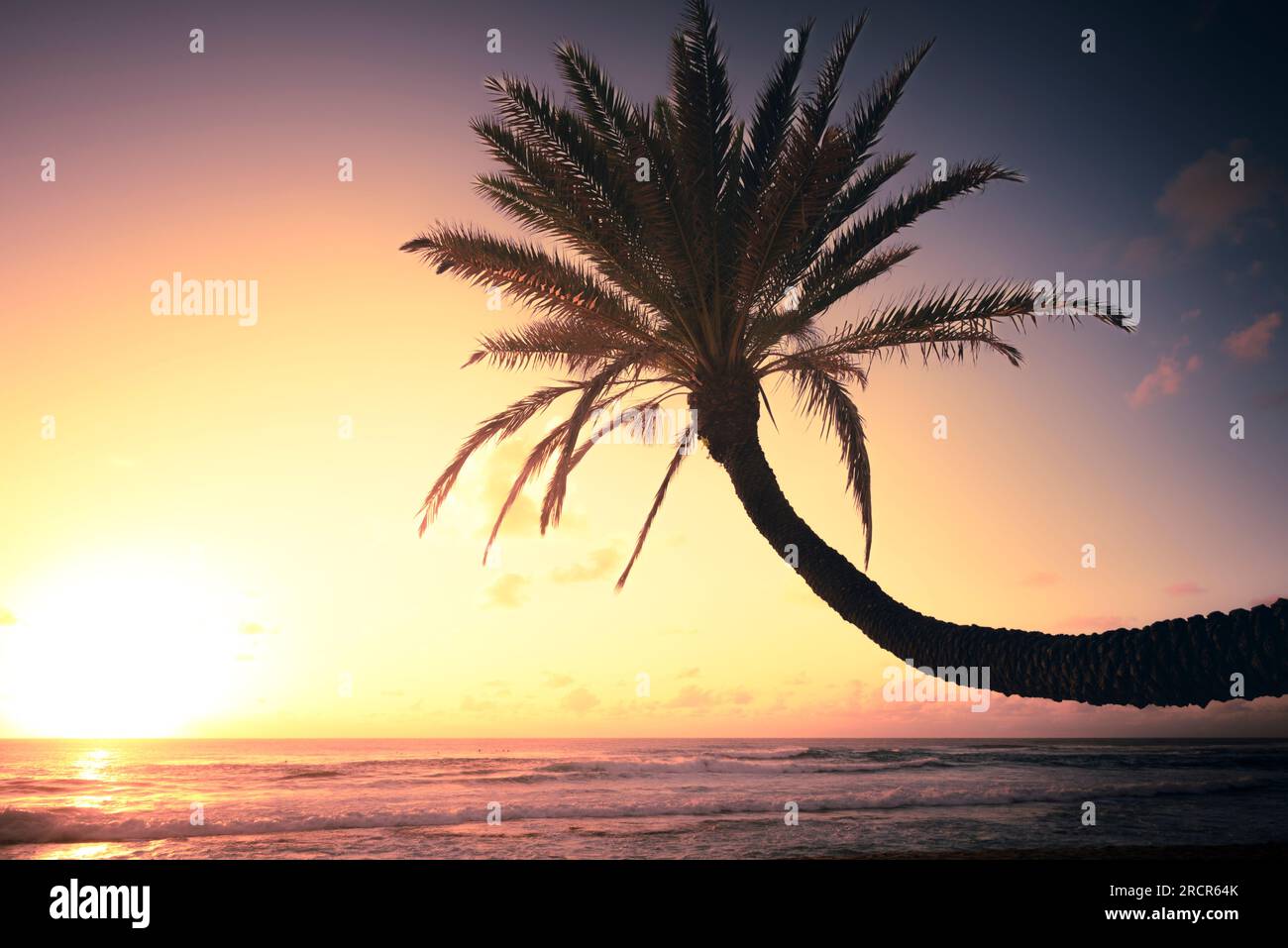 Leaning palm tree hi-res stock photography and images - Alamy