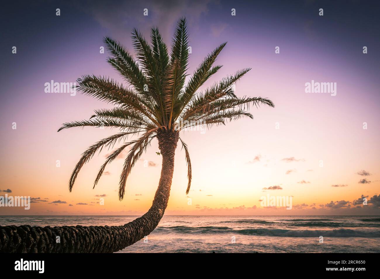 Leaning palm tree facing the sunset Stock Photo - Alamy
