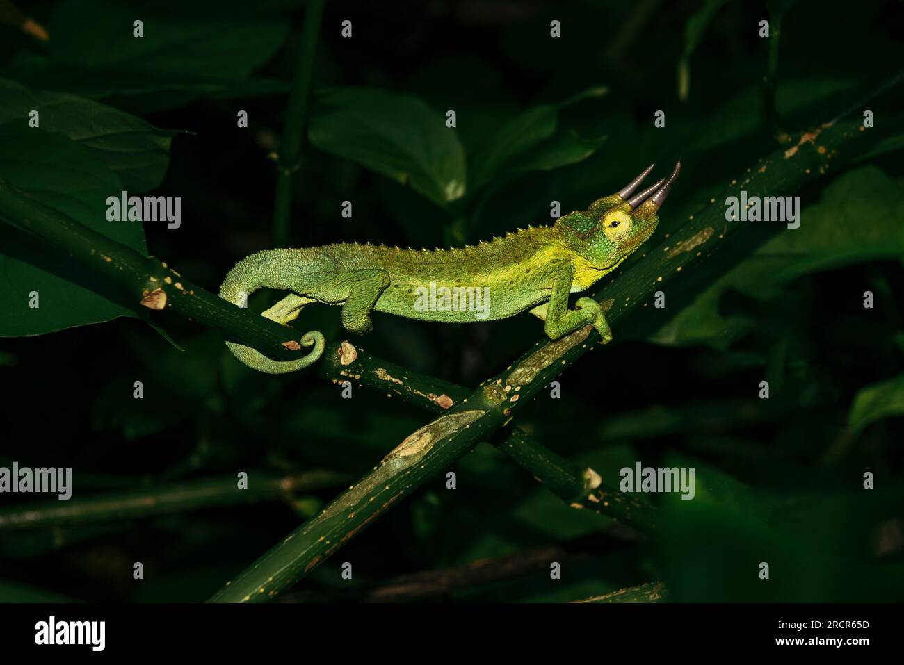 Walking snake plant hi-res stock photography and images - Alamy