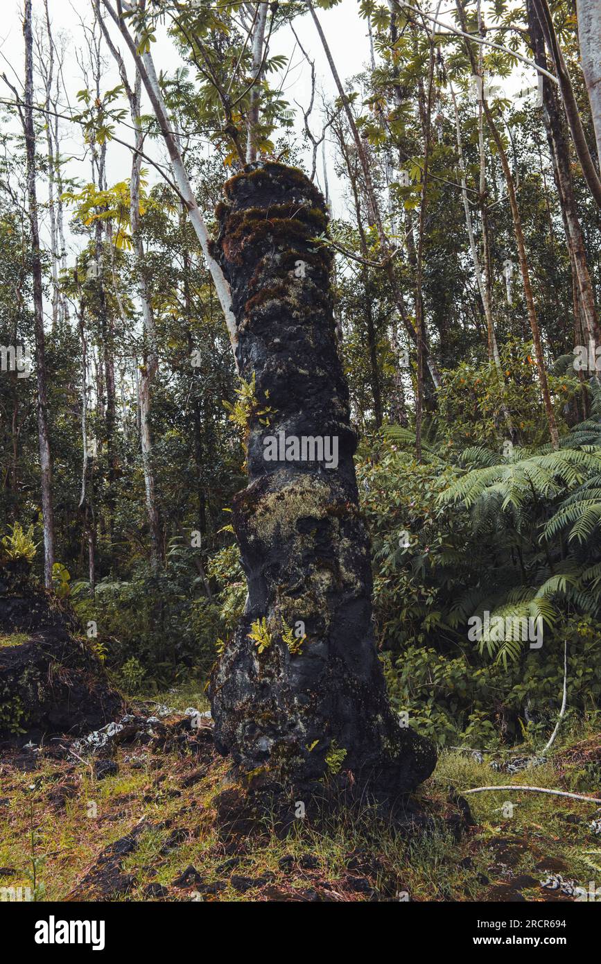 Remnant of a tree trunk petrified by lava Stock Photo - Alamy