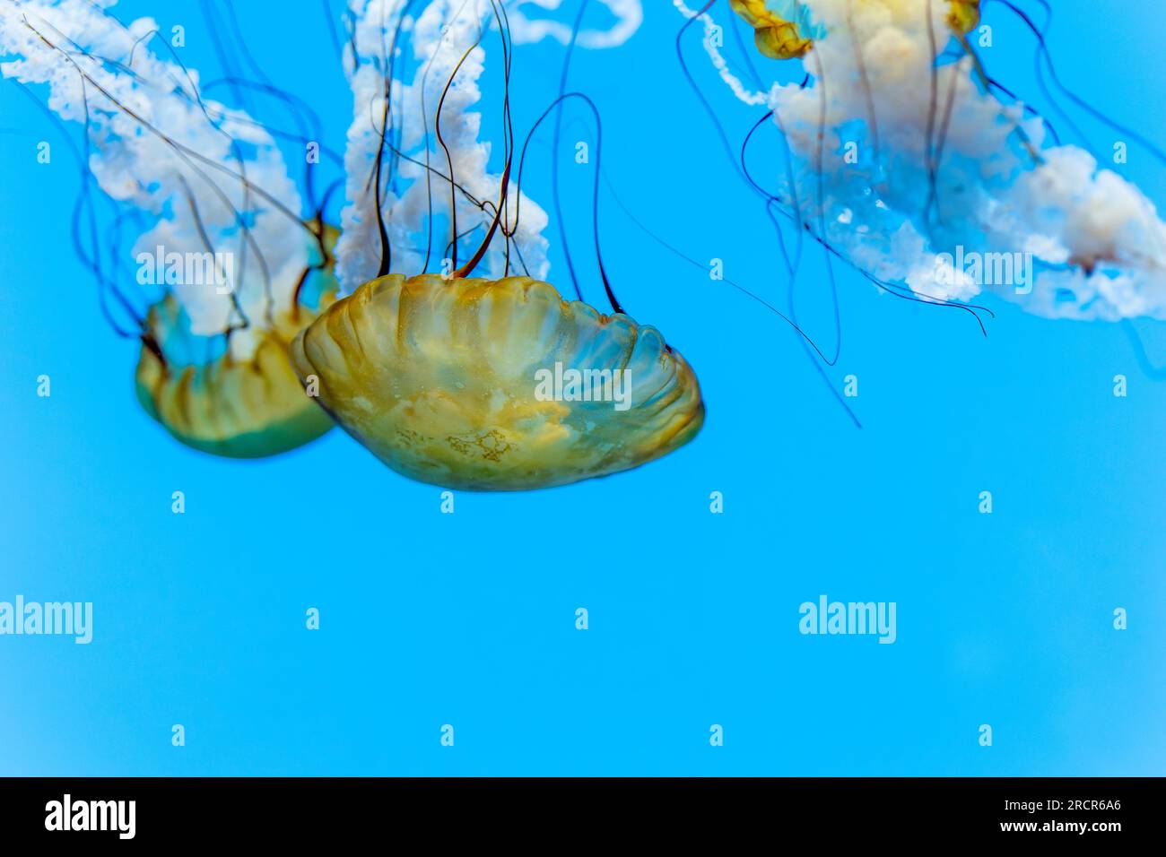 Group of Atlantic Bay Nettle Jellyfish in Water Stock Photo - Alamy