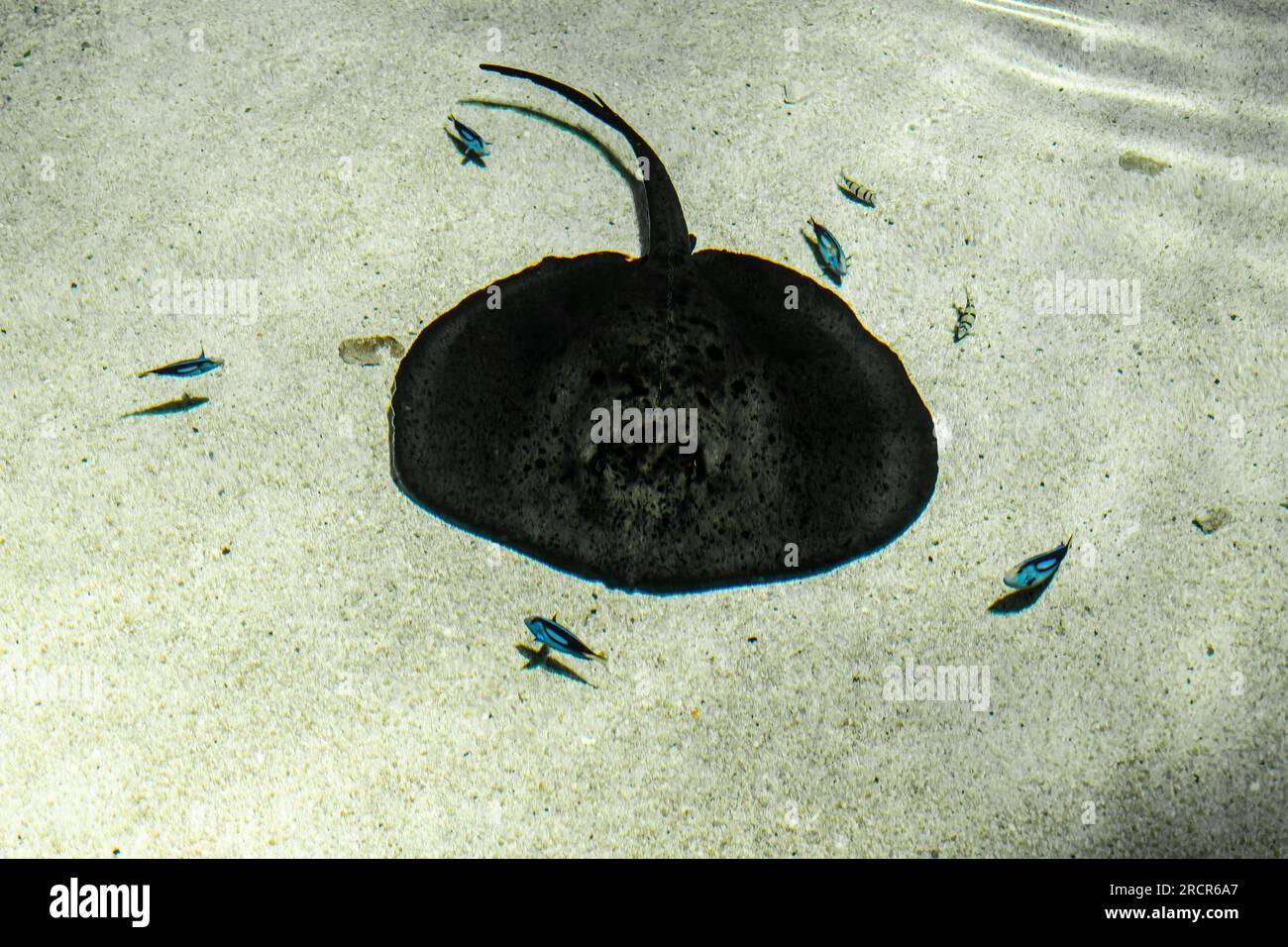 Large Sea Ray in shallow Water Stock Photo - Alamy