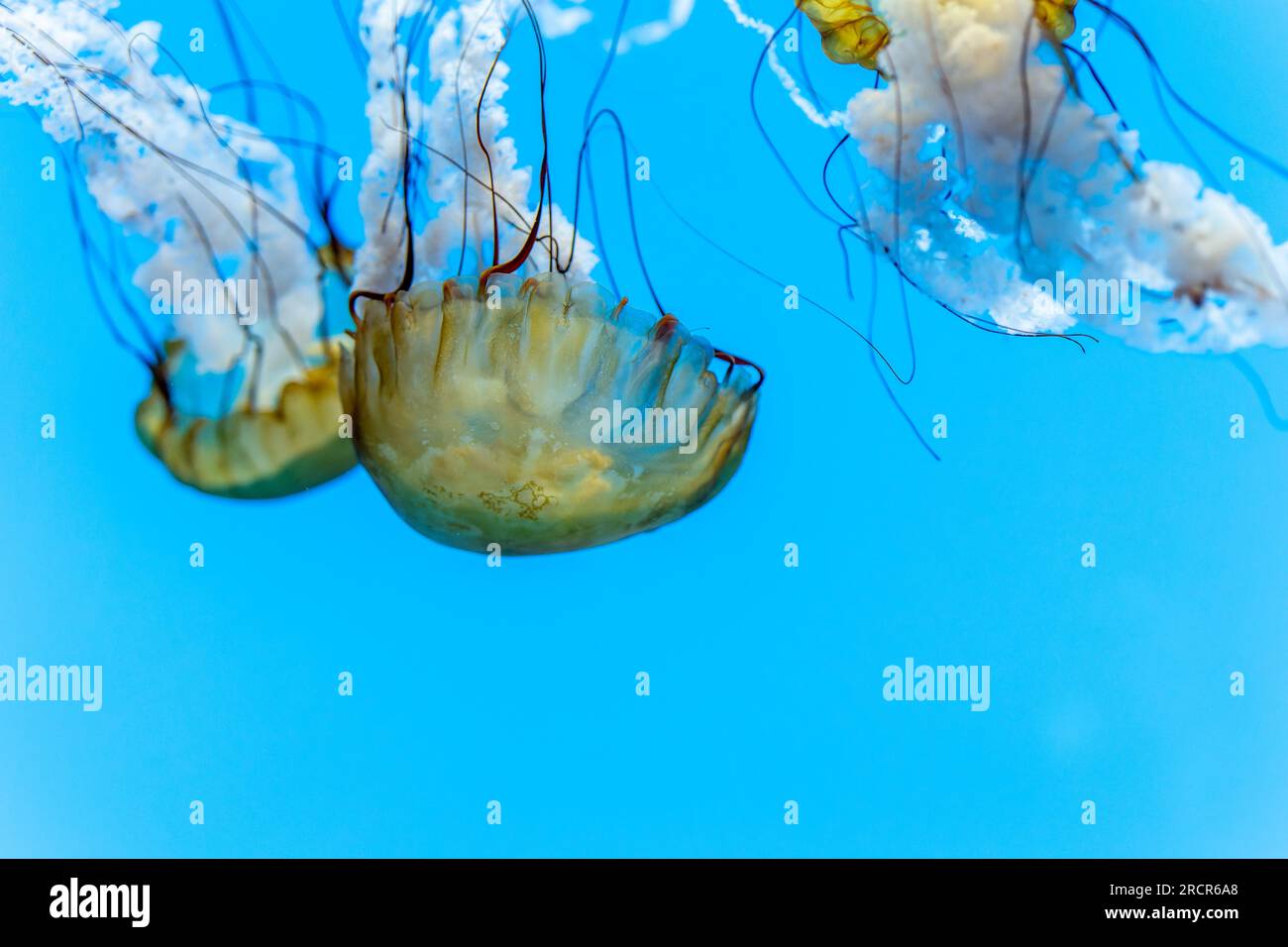 Group of Atlantic Bay Nettle Jellyfish in Water Stock Photo - Alamy