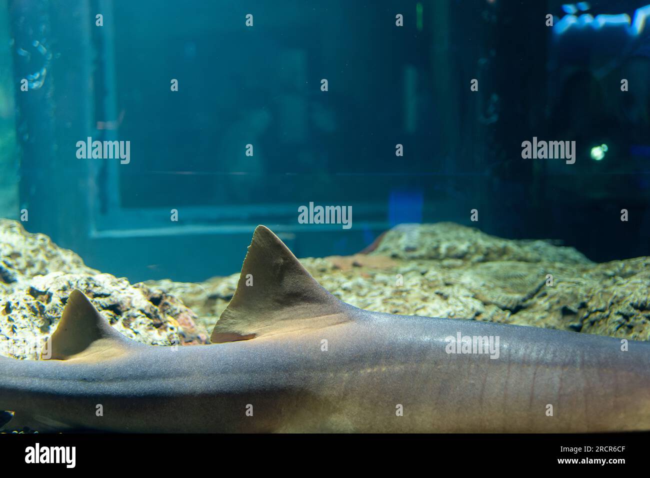 Large shark resting at the bottom of an aquarium Stock Photo - Alamy