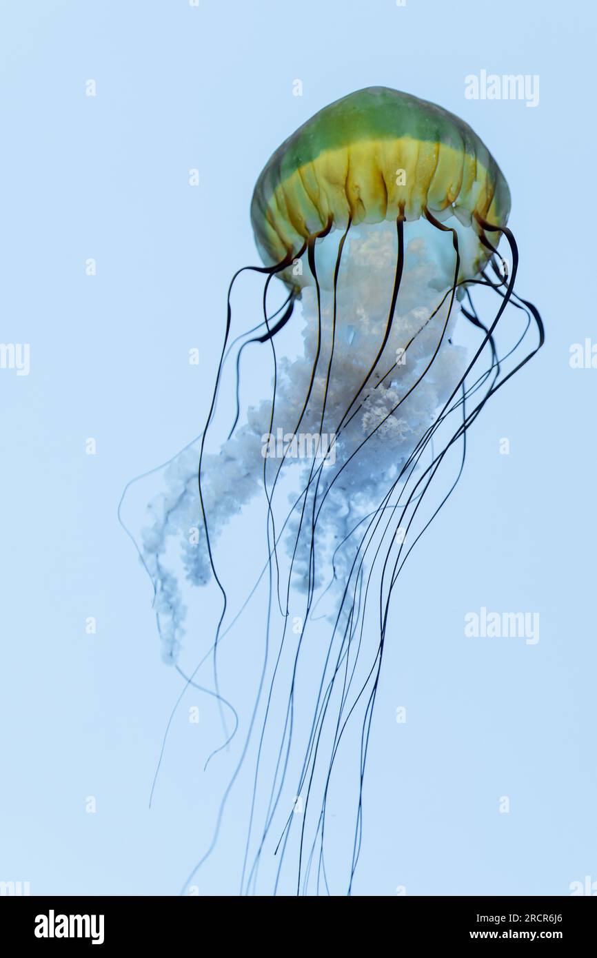 Isolated Atlantic Bay Nettle Jellyfish in Water Stock Photo - Alamy