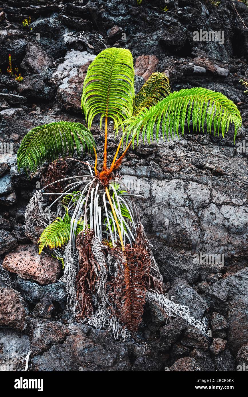 Fern growing a the floor of a lava field Stock Photo - Alamy