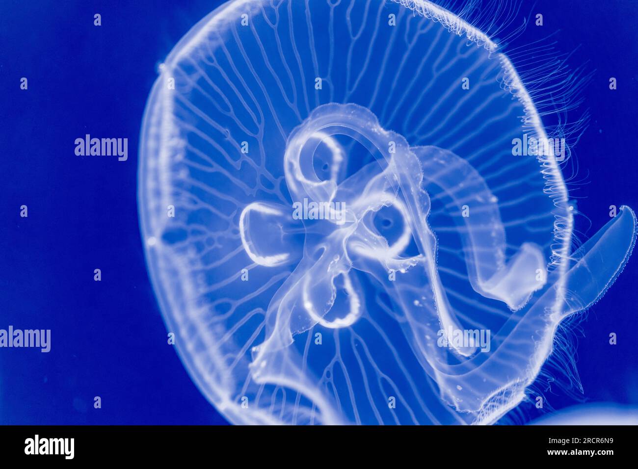 Fluorescent Moon Jelly Swimming in Water Stock Photo - Alamy