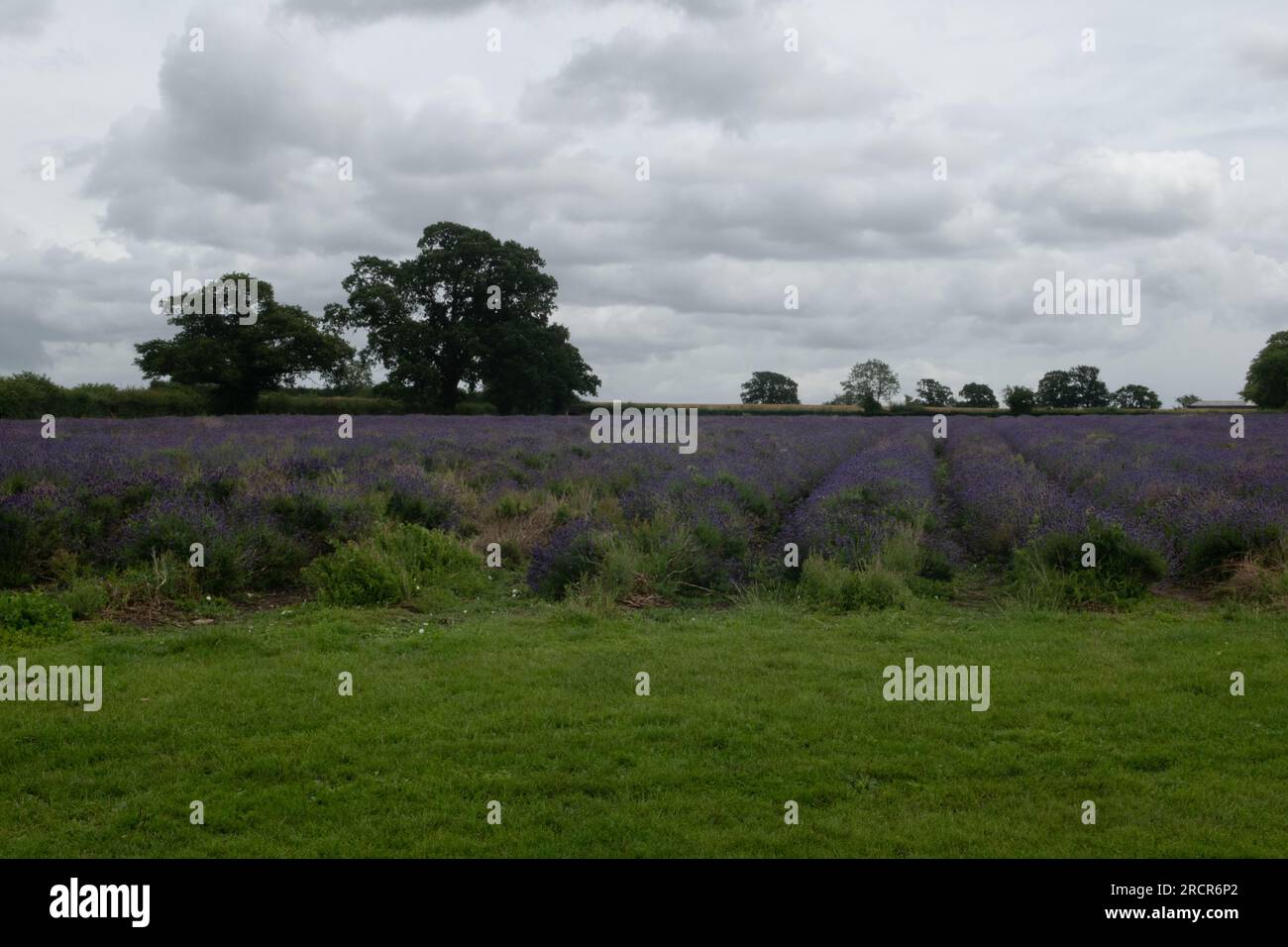 Lavender Farm, Faulkland, Somerset, England Stock Photo - Alamy