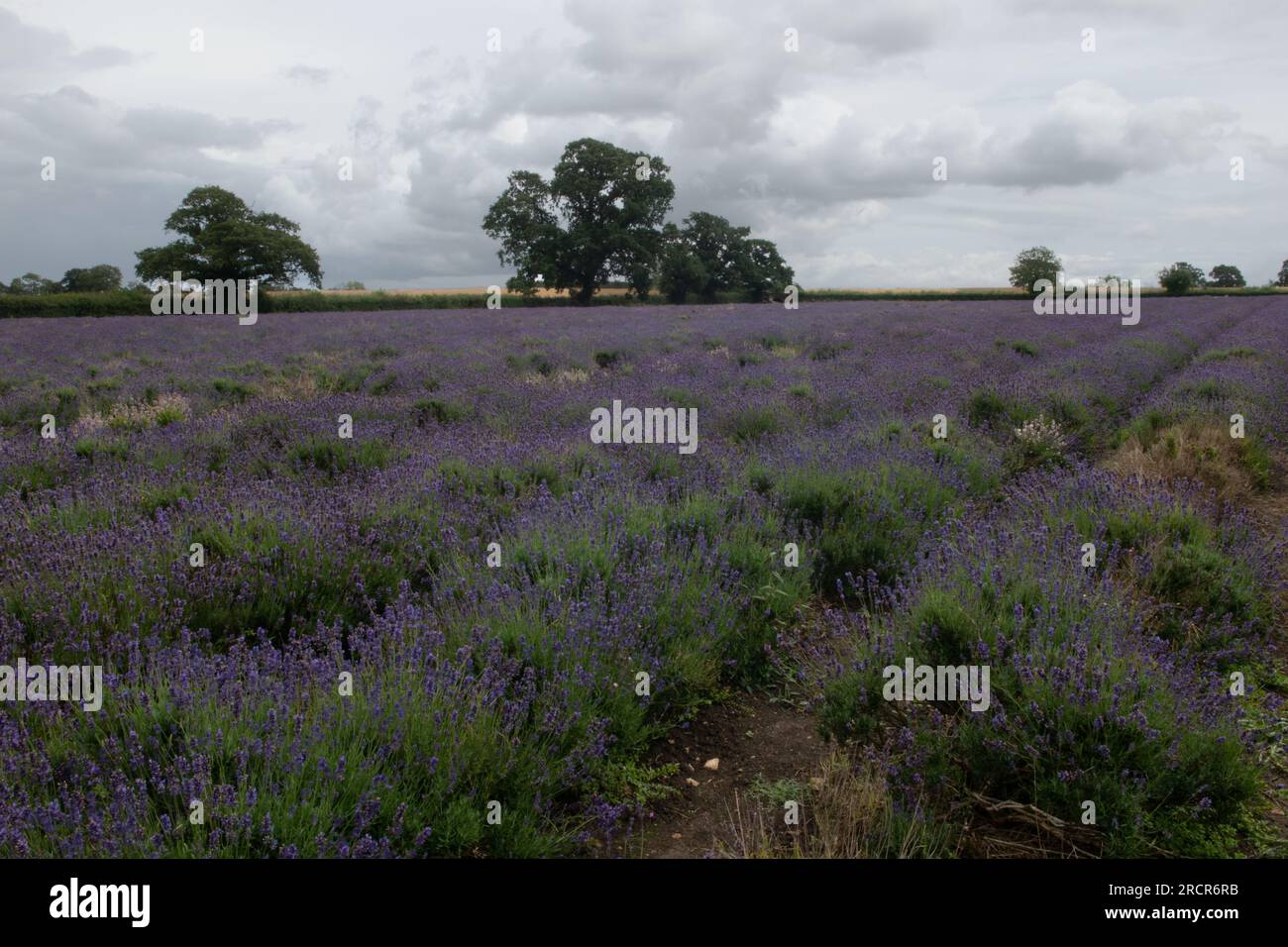 A field of lavender at Horsepond Farm, Faulkland, Somerset, England ...