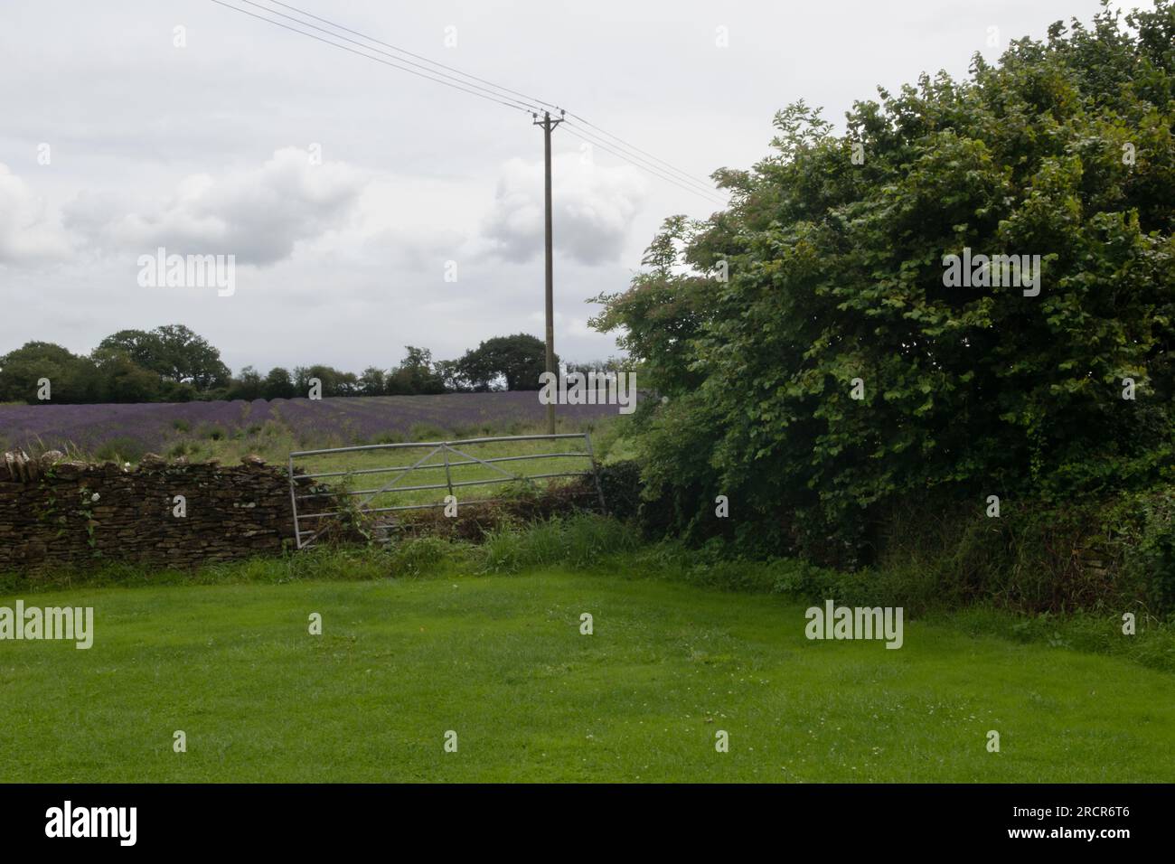 Field of Lavender, Faulkland, Somerset, England Stock Photo - Alamy