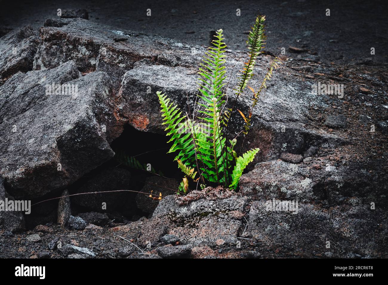 Fern growing in a crack of lava inside iki crater Stock Photo - Alamy