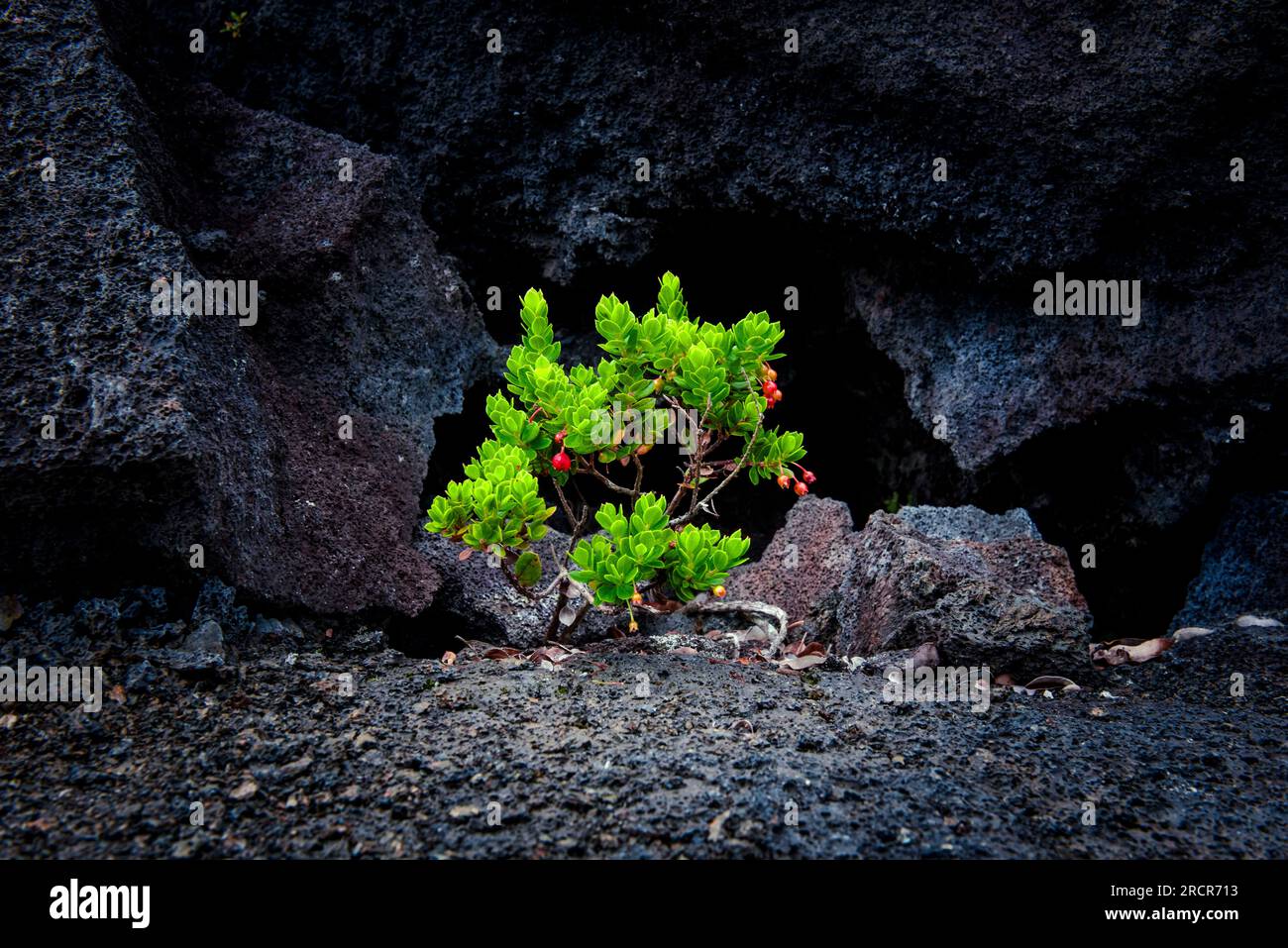 Amau fern by volcano big island hi-res stock photography and images - Alamy