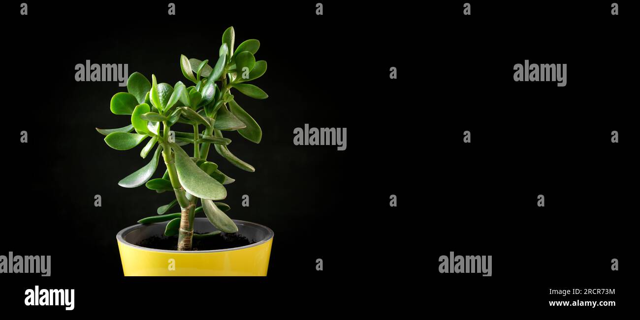 Crassula plant in a yellow pot isolated on a black background. Isolated ...