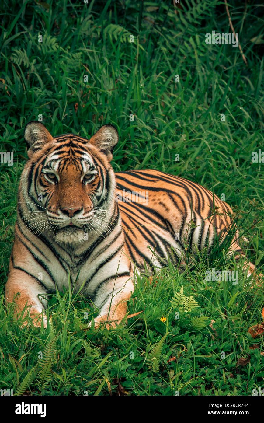 Orange tiger in the grass staring Stock Photo - Alamy