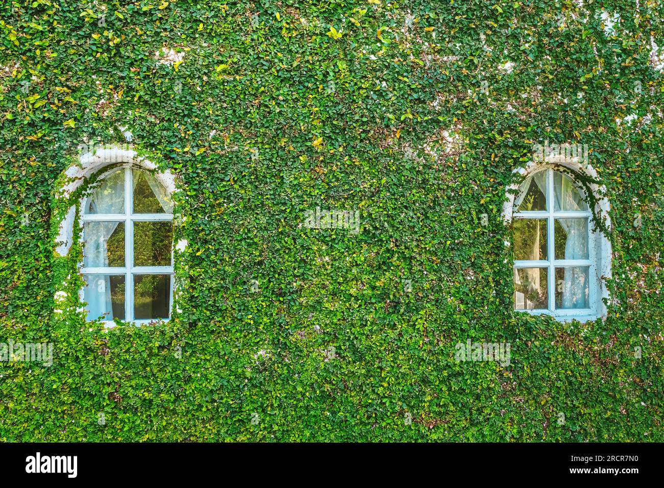 Climbing fig or Creeping fig (Ficus Pumila) the ivy plants creeping up ...
