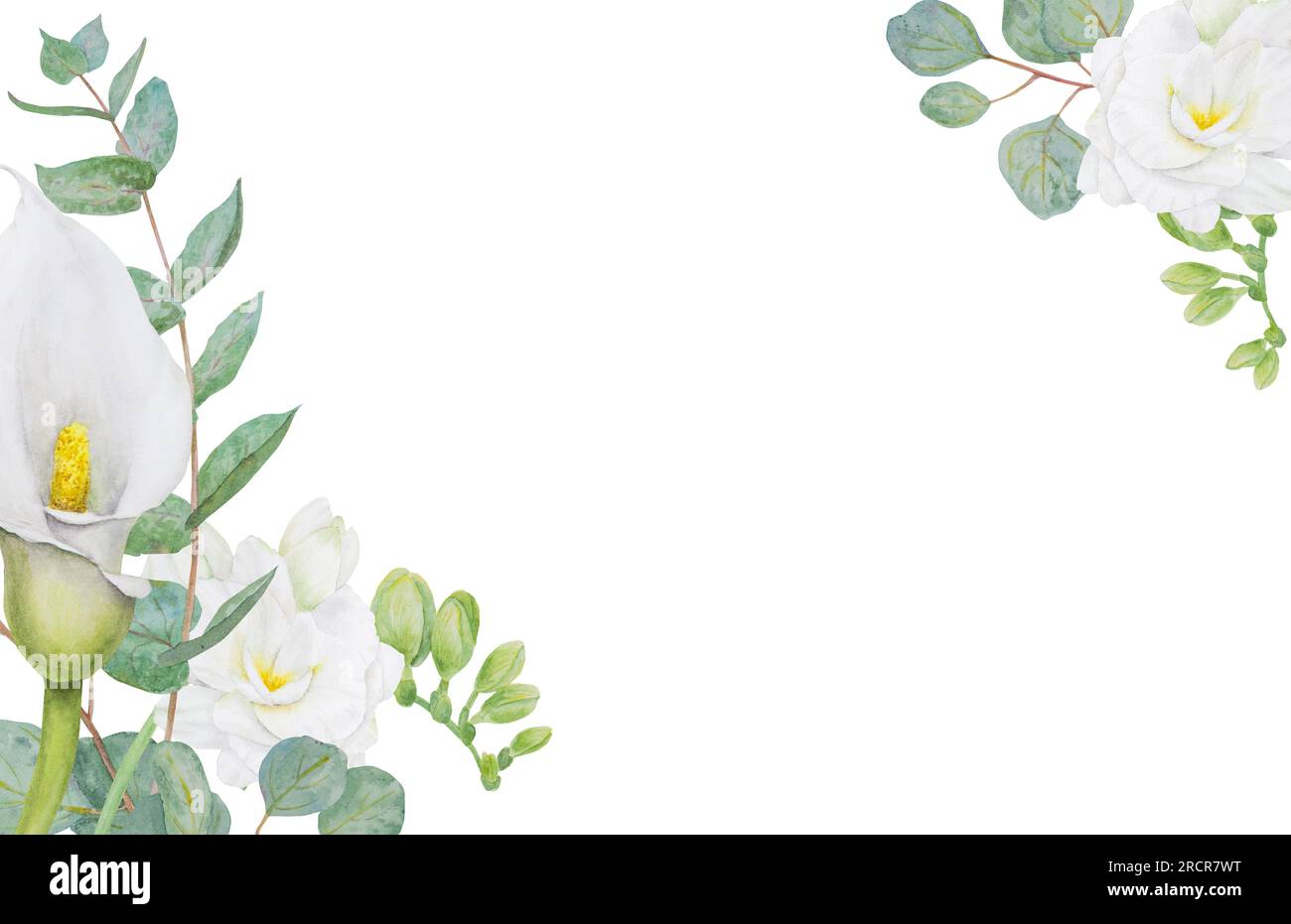 Watercolor frame of white calla lily, freesia flowers and eucalipt ...