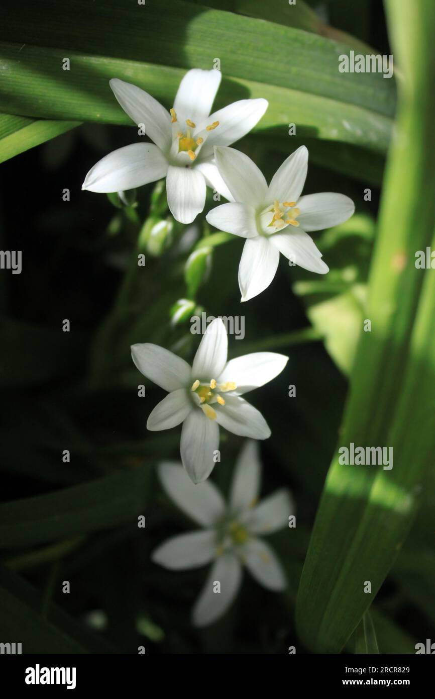 African star flower hi-res stock photography and images - Alamy