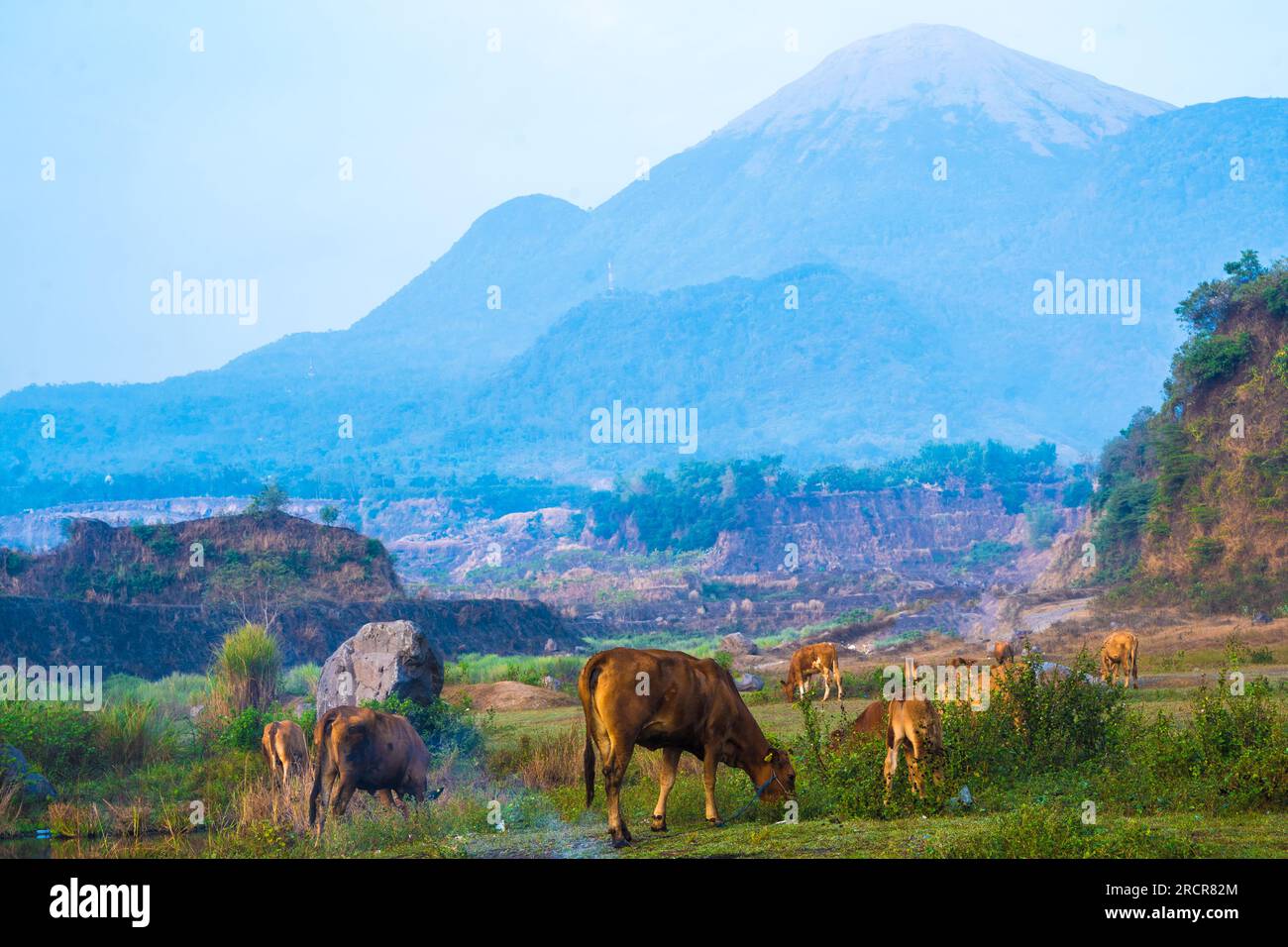 Manduro hi-res stock photography and images - Alamy