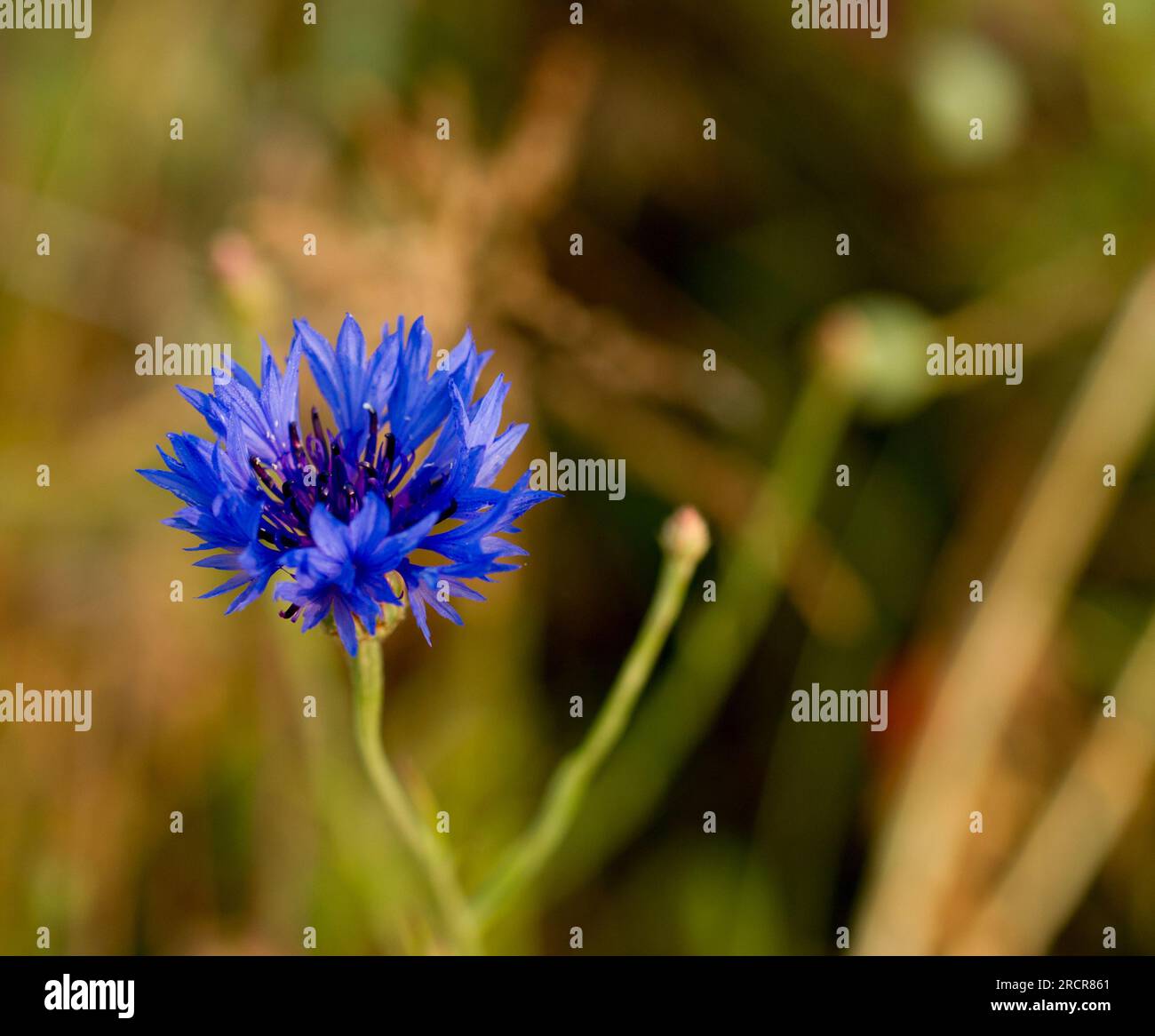 Blue cornflower illustration hi-res stock photography and images - Alamy
