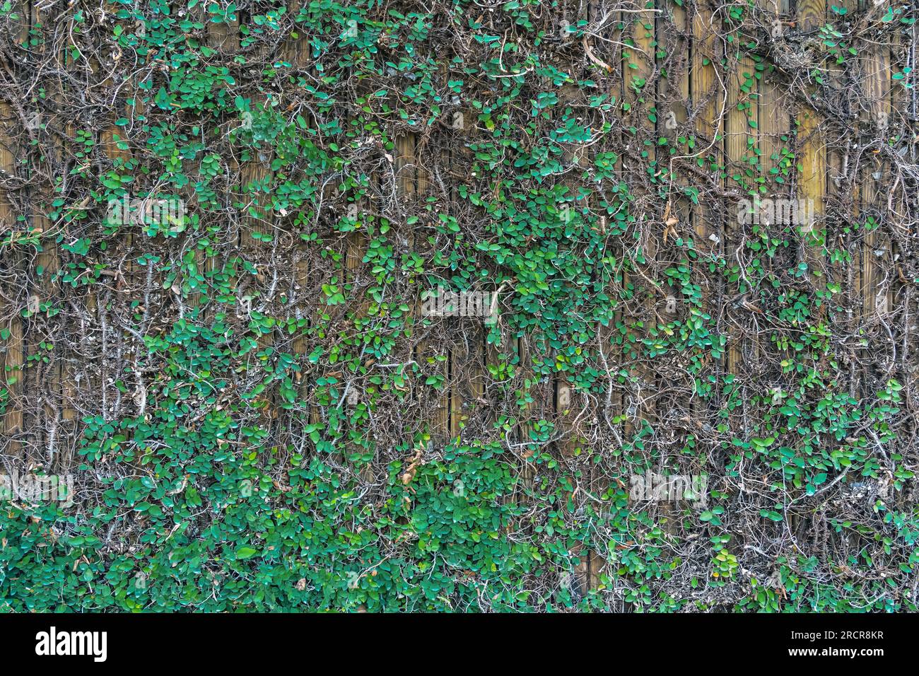 Climbing fig or Creeping fig (Ficus Pumila) the ivy plants are creeping ...