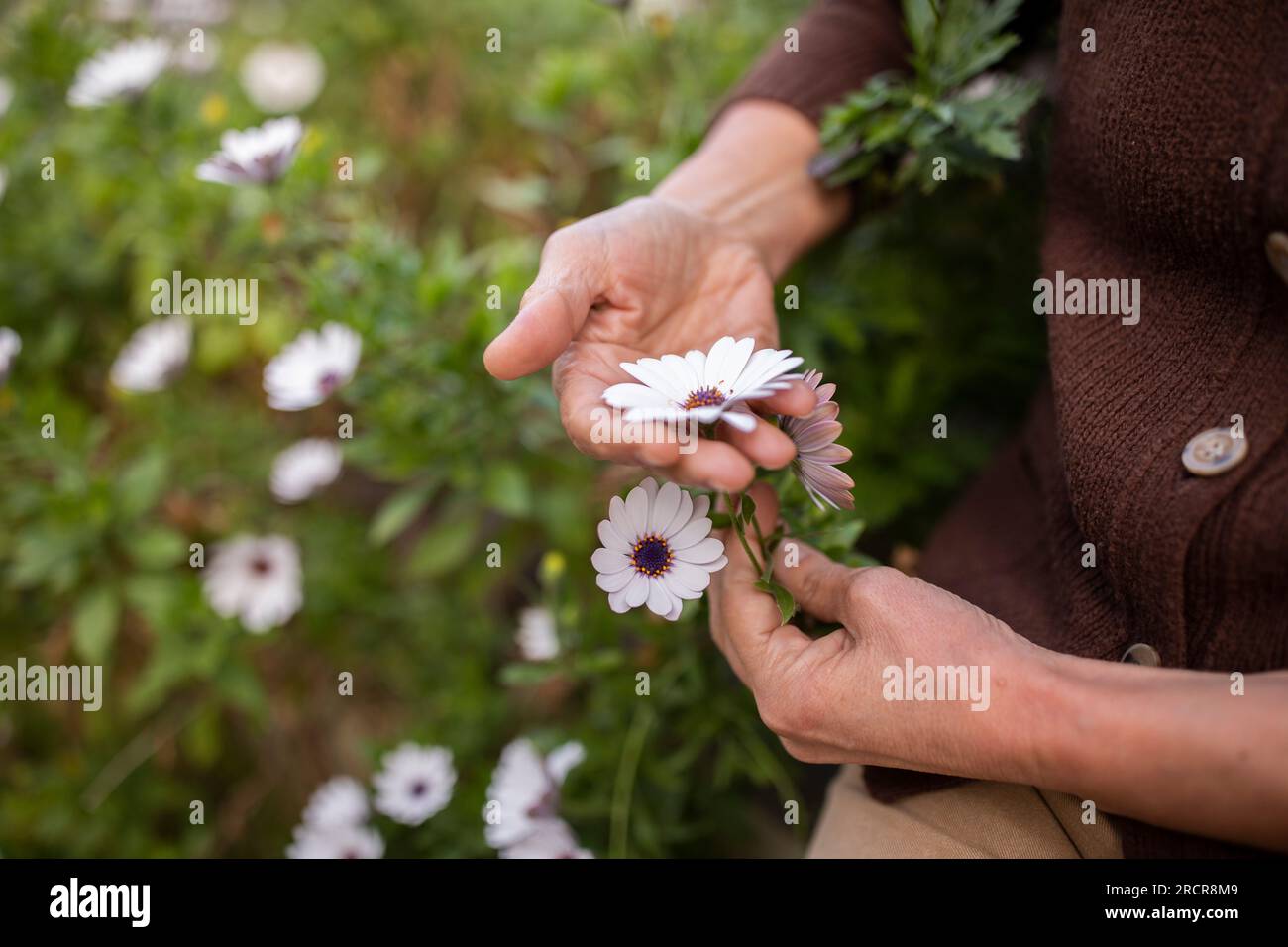Woman pick daisy flowers in hi-res stock photography and images - Alamy