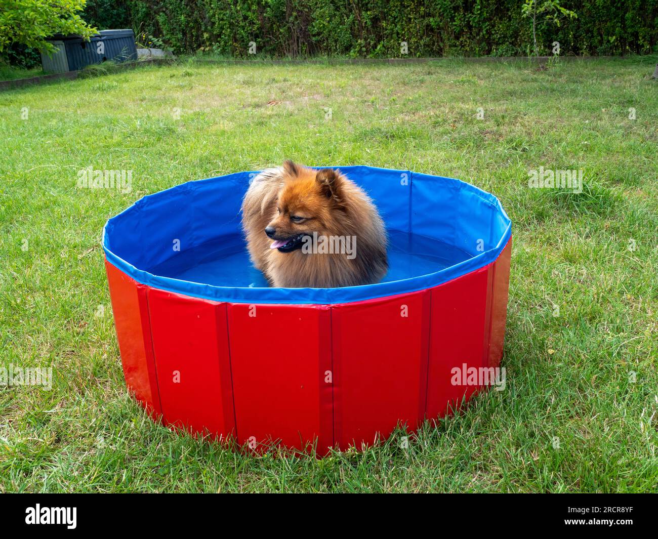 Dog in the dog pool on the green lawn. Spitz dog in the pool Stock ...