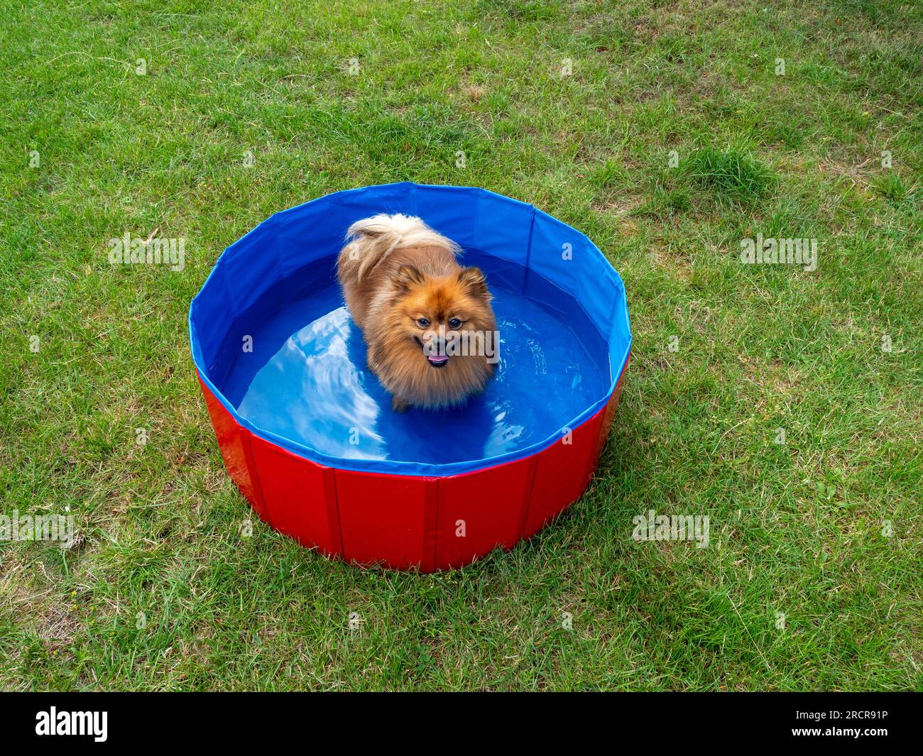 Dog in the dog pool on the green lawn. Spitz dog in the pool Stock ...