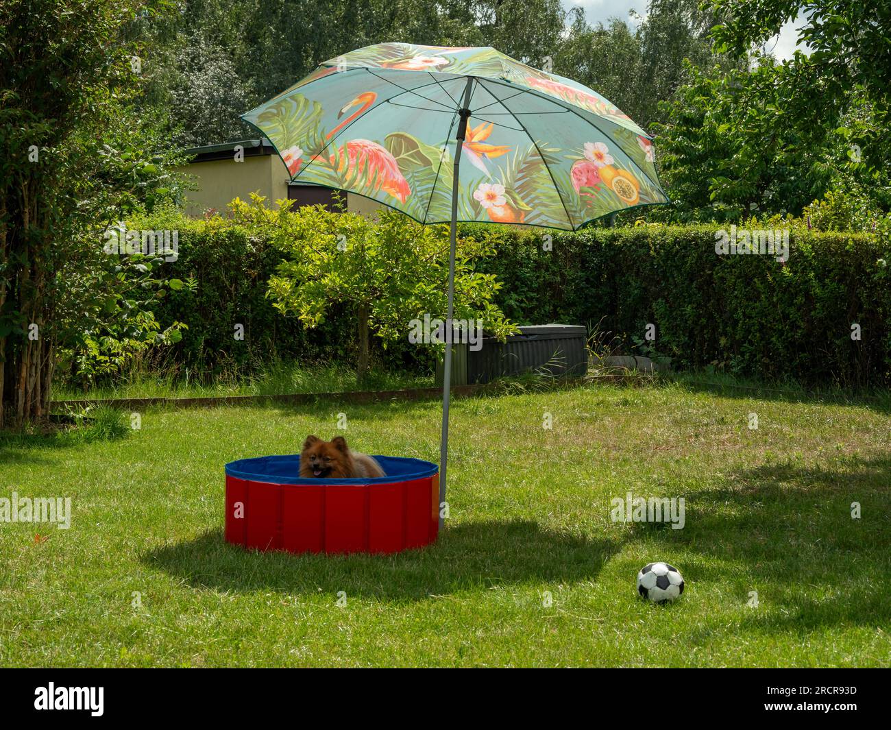 Dog in the dog pool on the green lawn. Spitz dog in the pool Stock ...